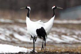 Animals Native to South Korea – Korea Trip Guide